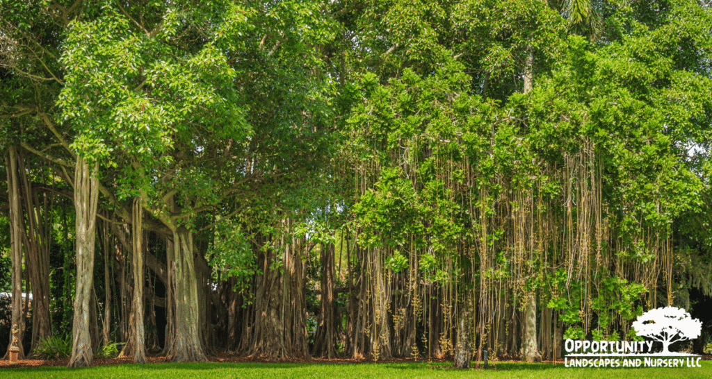 Best Trees for Privacy Screening in Nashville TN | Opportunity ...